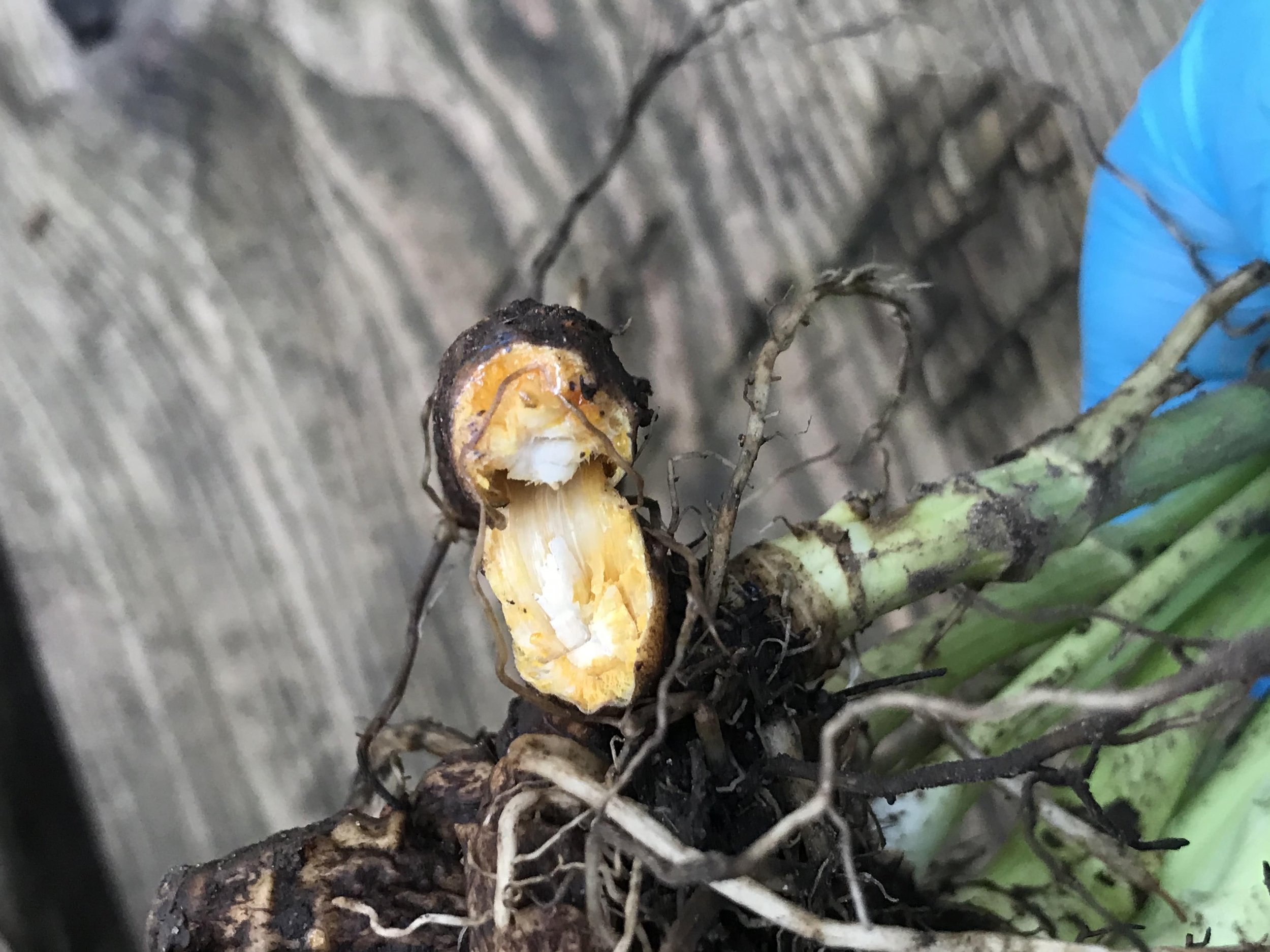 Exploring Water Hemlock — to know the land