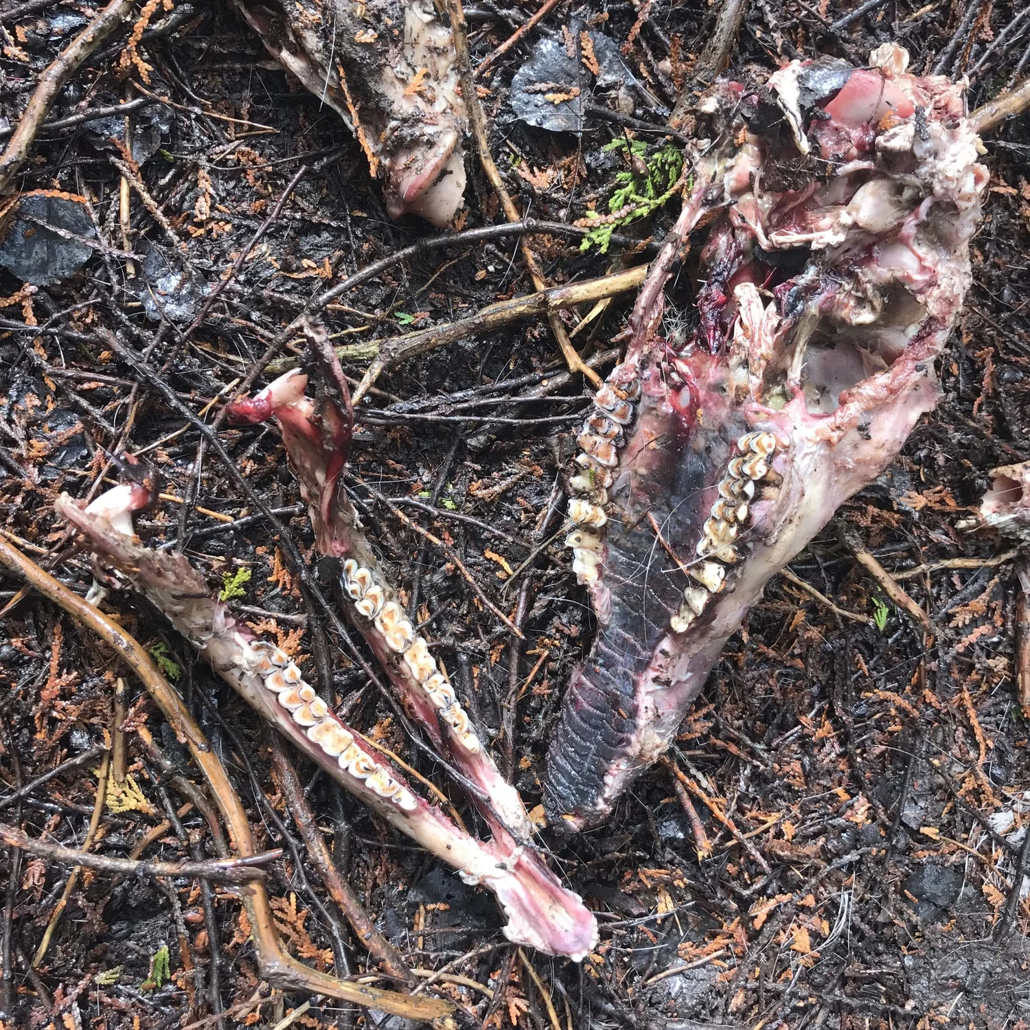 How To Age A White-tailed Deer by Looking At The Teeth pt. 2 : Older ...
