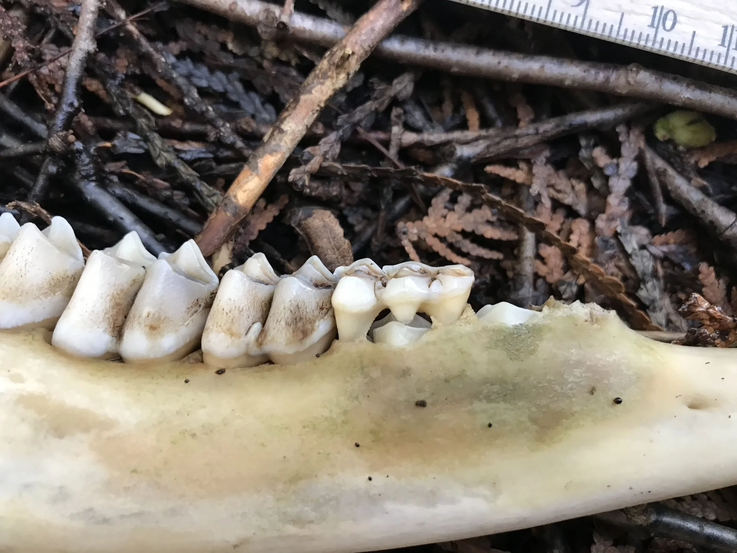 How To Age A White-tailed Deer by Looking At The Teeth, pt. 1 : Younger ...