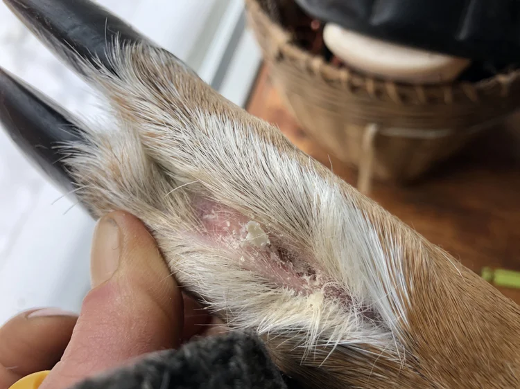 Glands on a White-tailed Deer Leg — to know the land