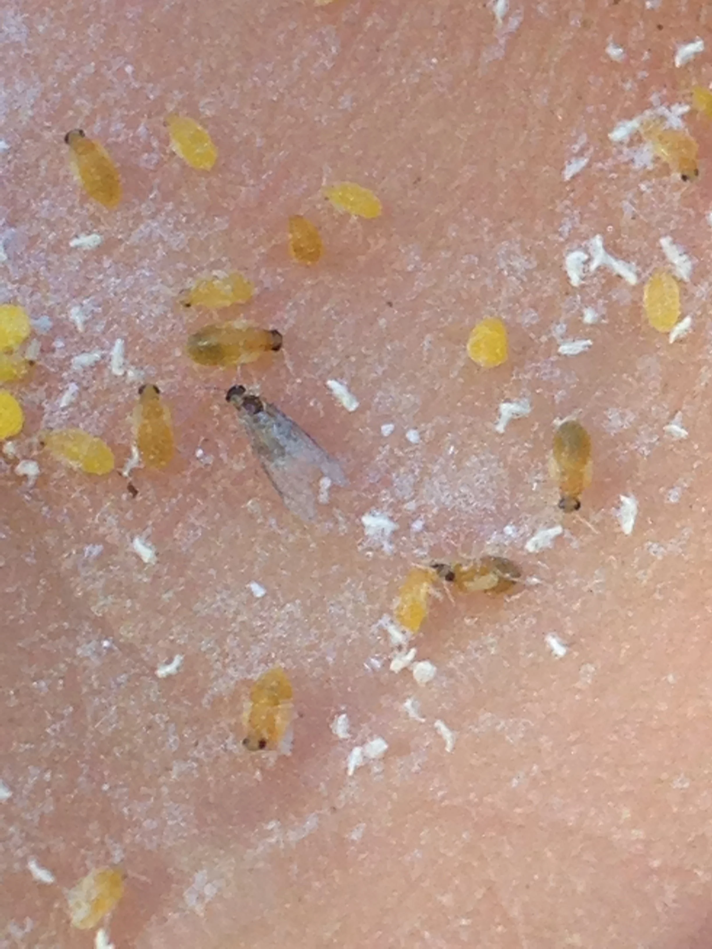 Exploring Some Staghorn Sumac Galls — to know the land