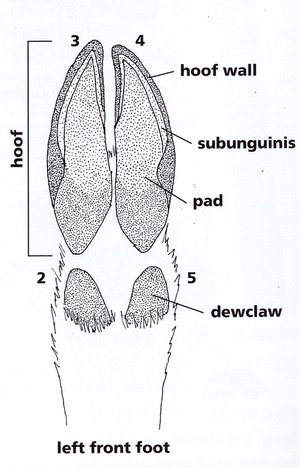 What The Toes Show - Earth Tracks