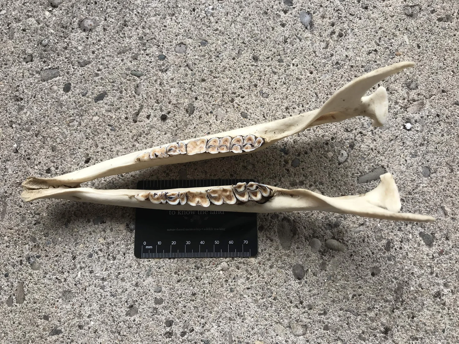 How To Age A White-tailed Deer by Looking At The Teeth pt. 2 : Older ...