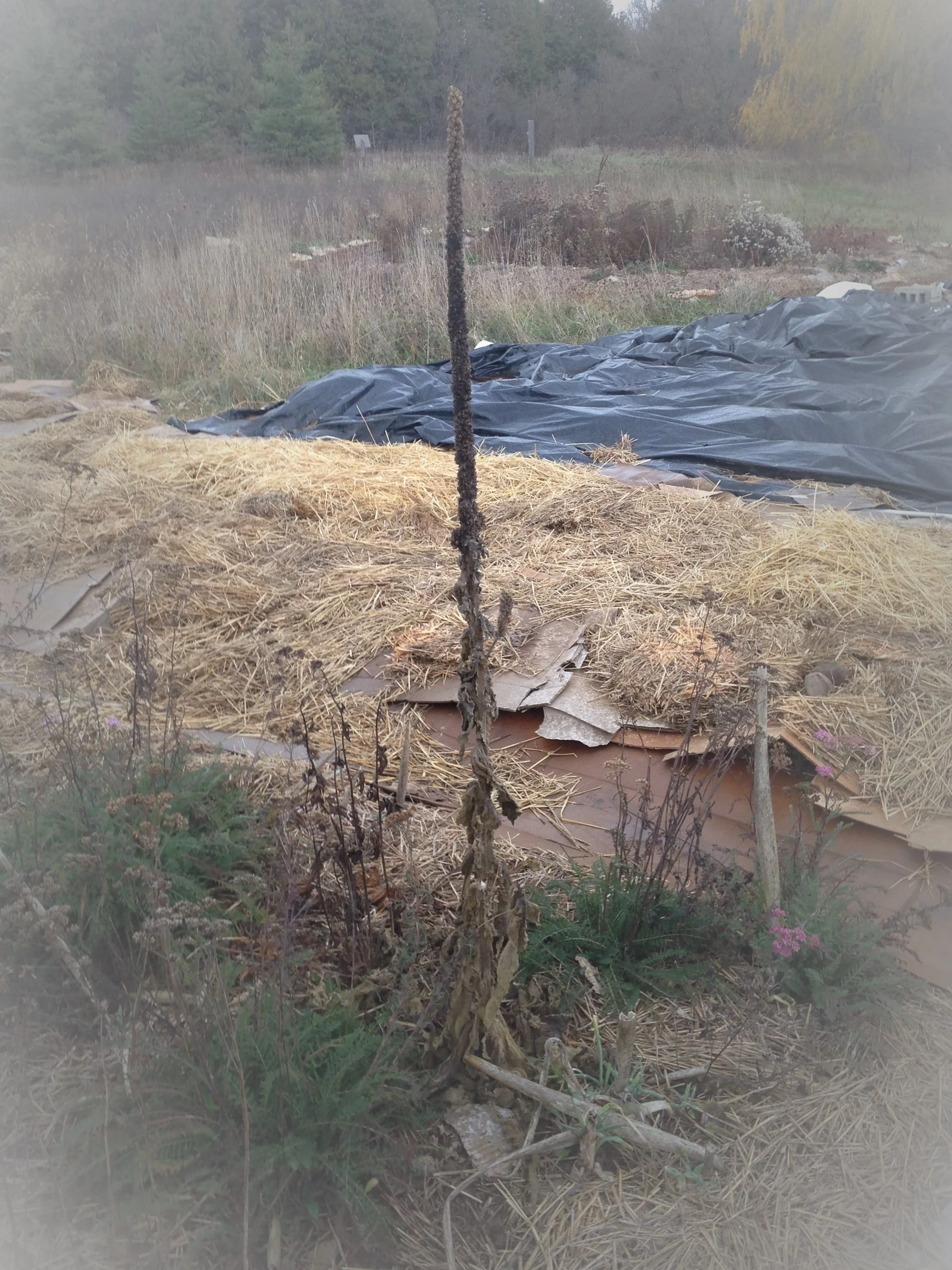 Materia Magica for Mullein (Verbascum thapsus) — to know the land