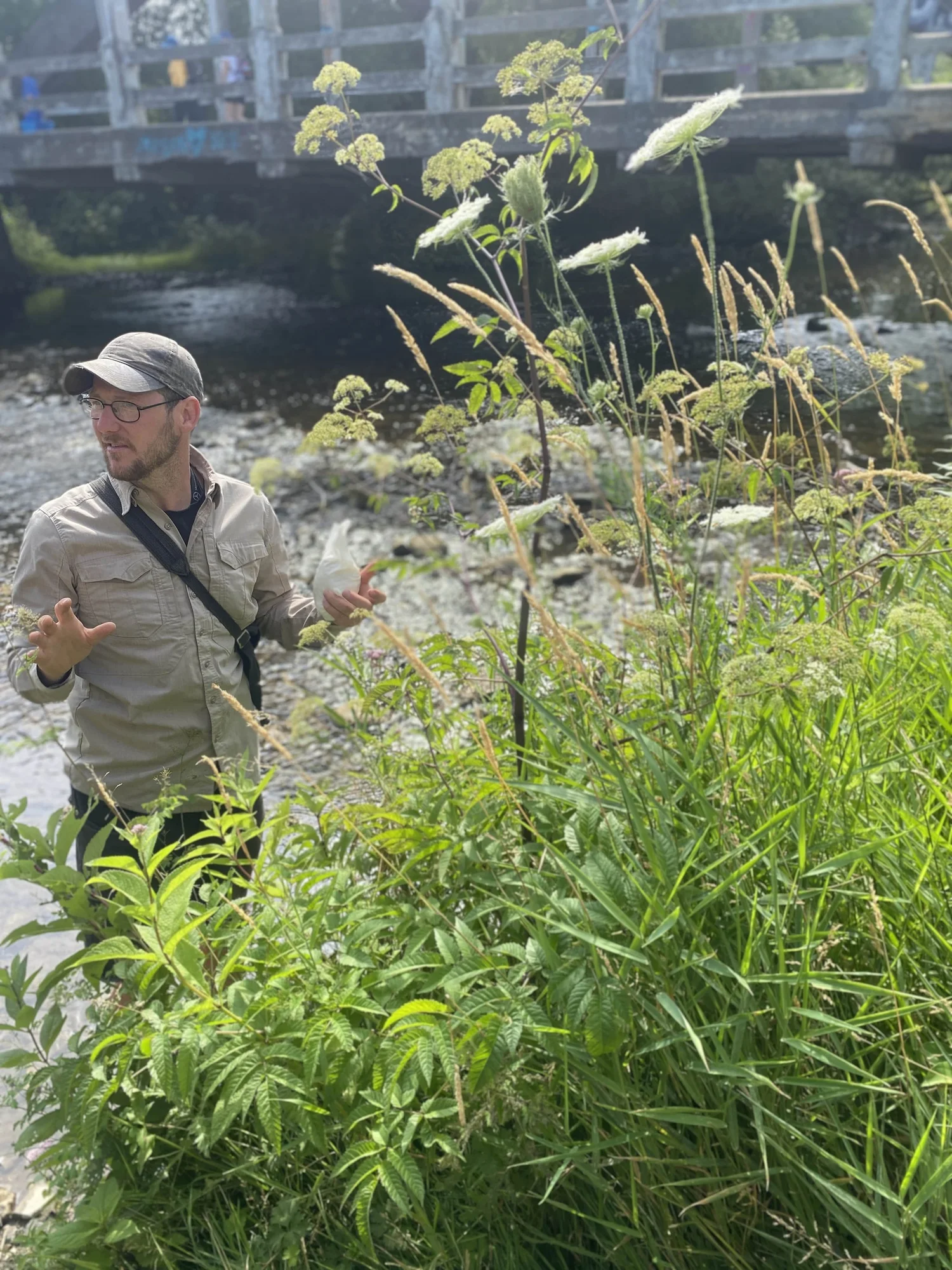 Exploring Water Hemlock — to know the land