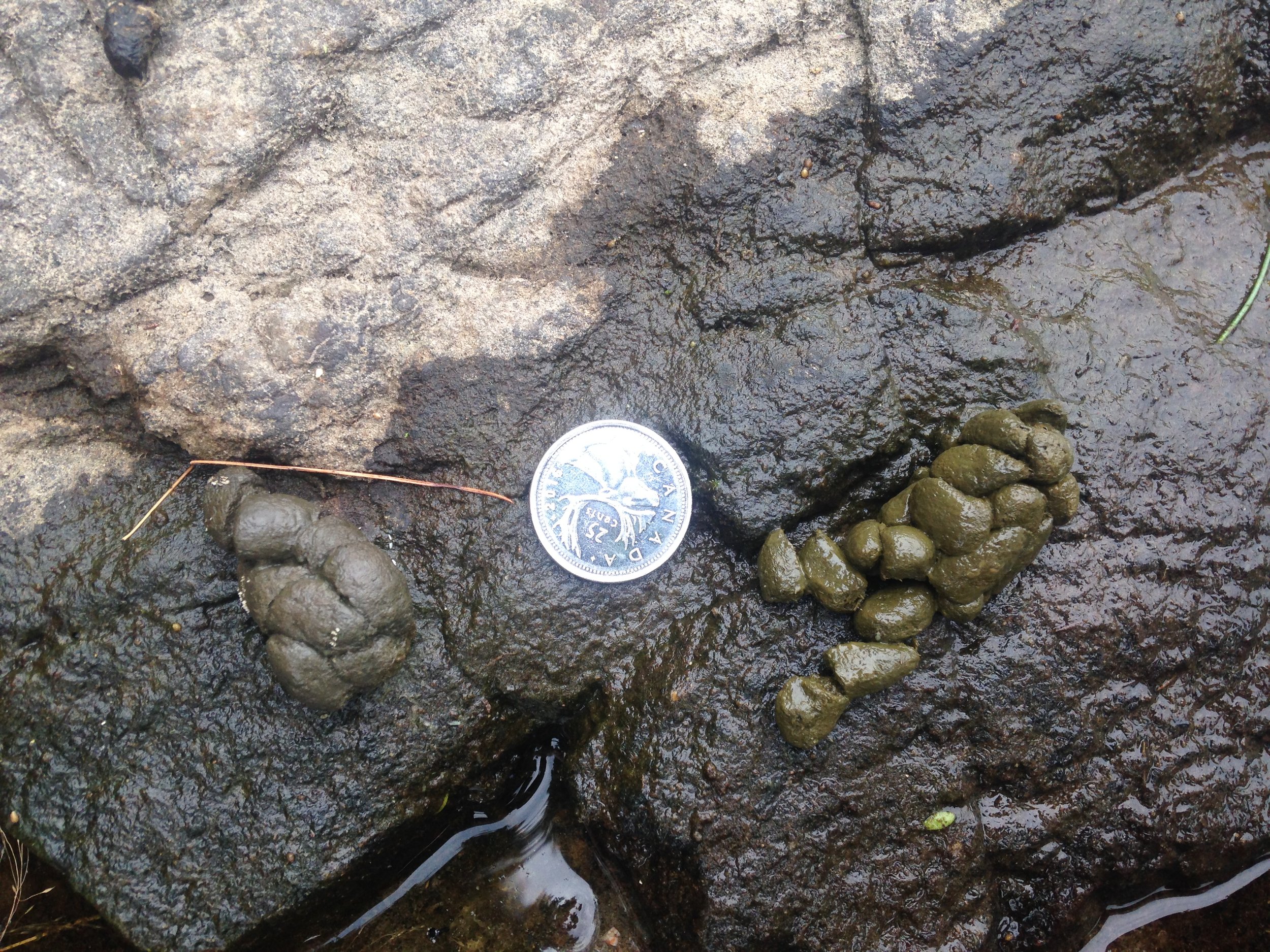 Mystery scat — to know the land