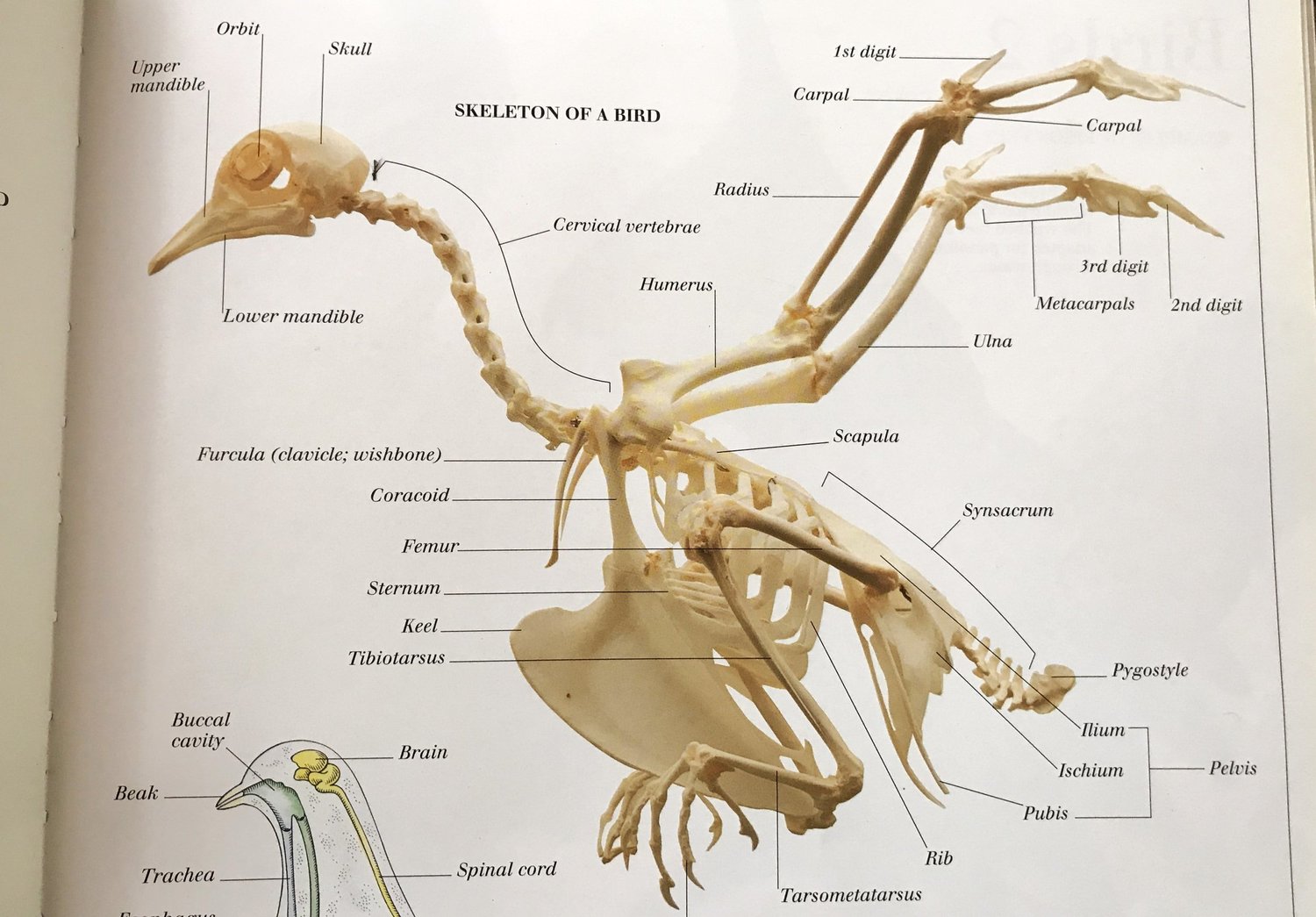 Two Coracoid Bones — to know the land