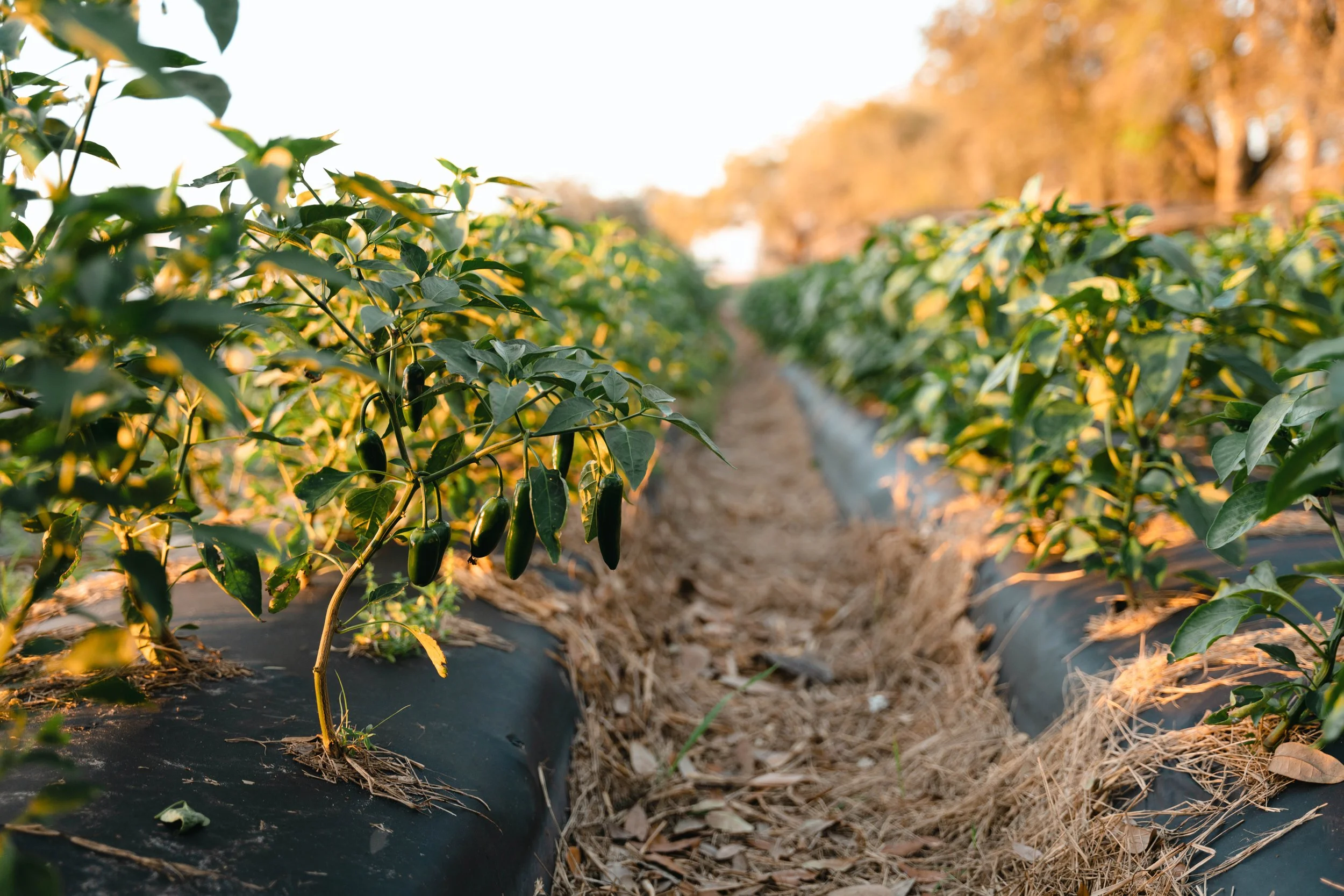 Eat — Keel Farms | Tampa Bay Winery, Brewery and Restaurant