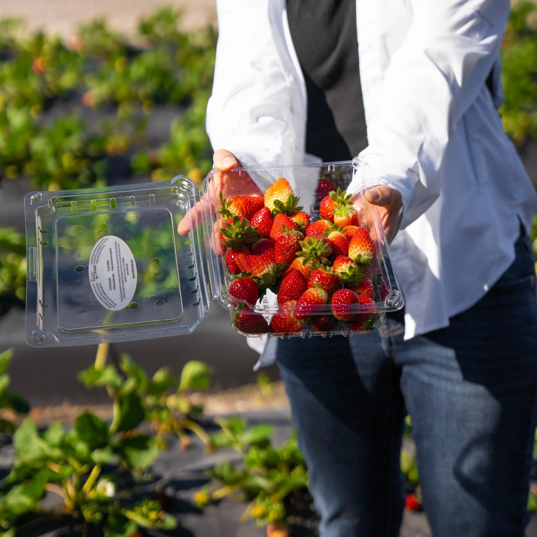 Pairing With the Fruit of the Season: Elevating Delicious Strawberries ...