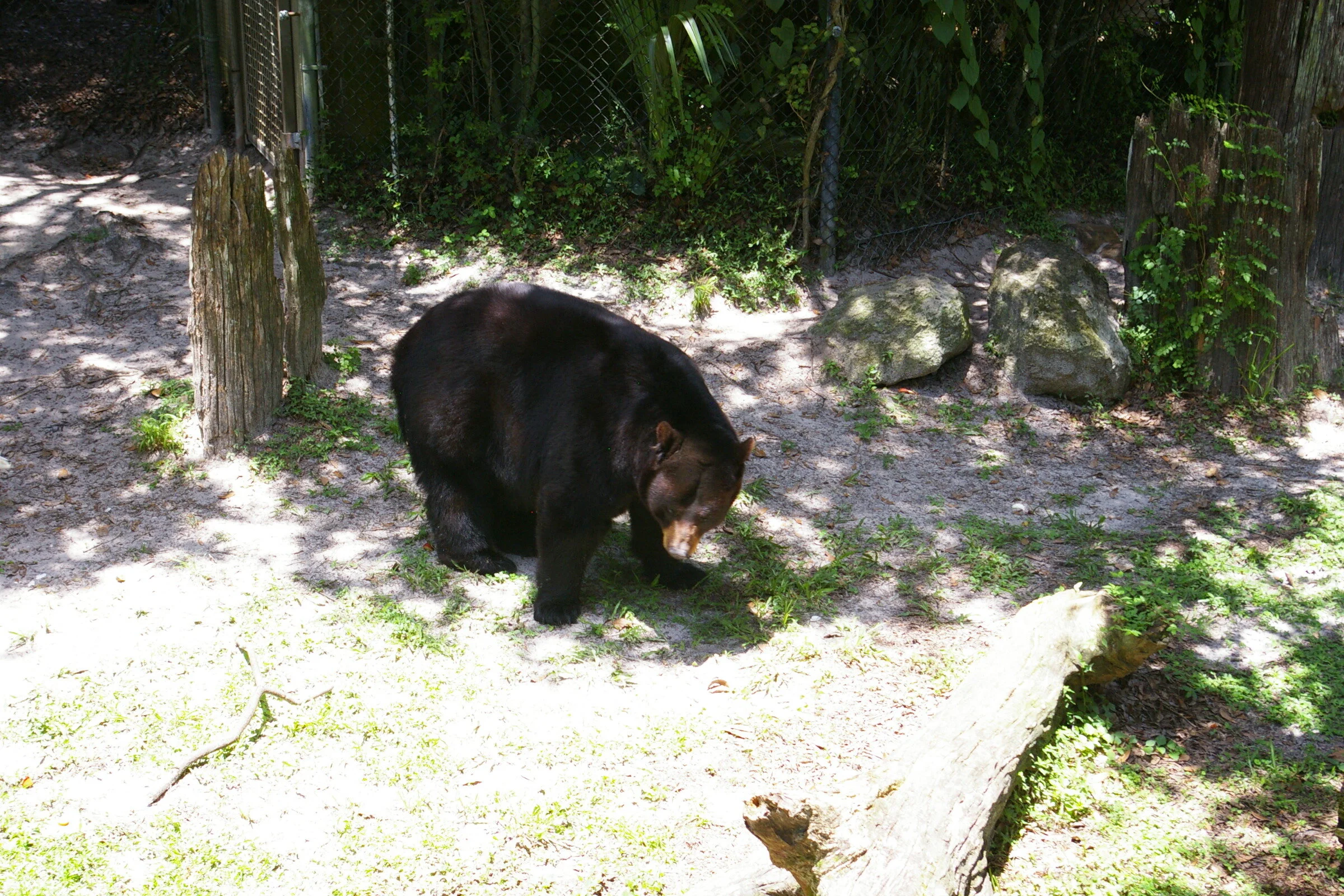 ZooTampa at Lowry Park — Adopting Life's Journey - Family Travel Blog