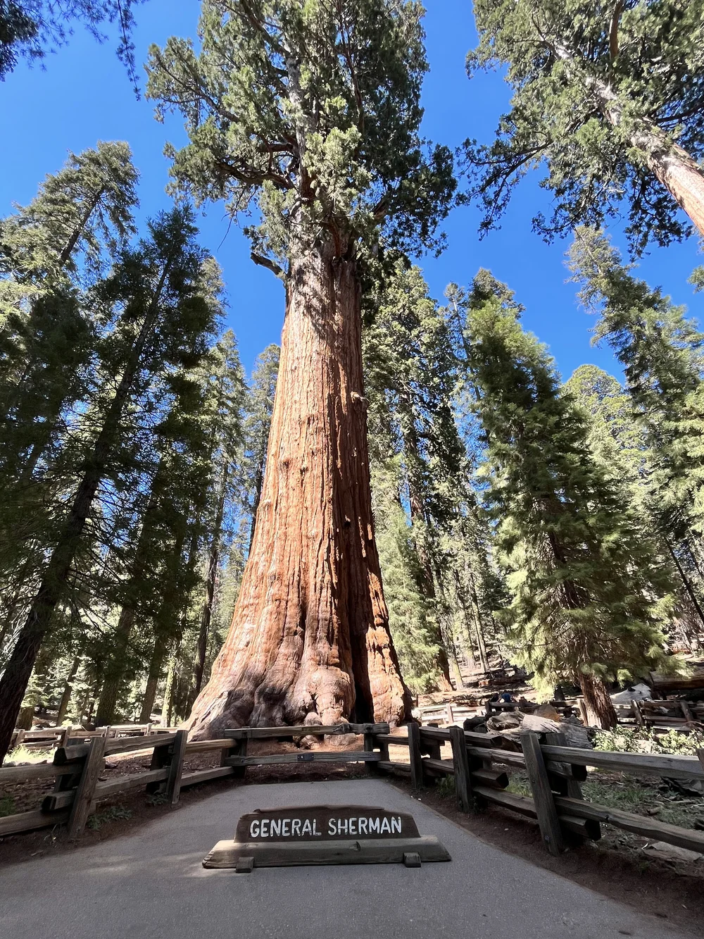 Hiking Among the Giants at Sequoia National Park in California ...