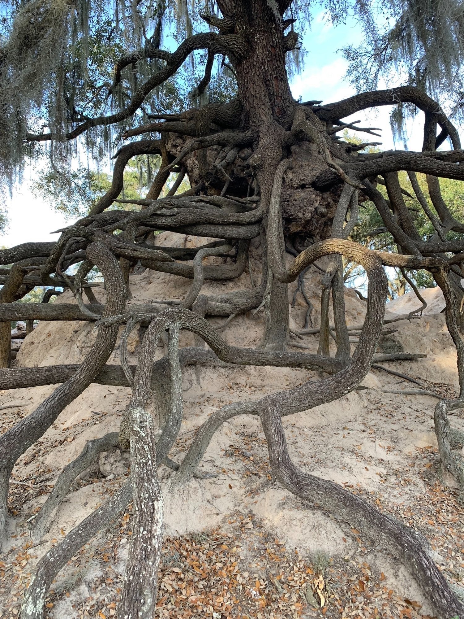 Visit Edward Medard Conservation Park to Explore the Amazing Root ...