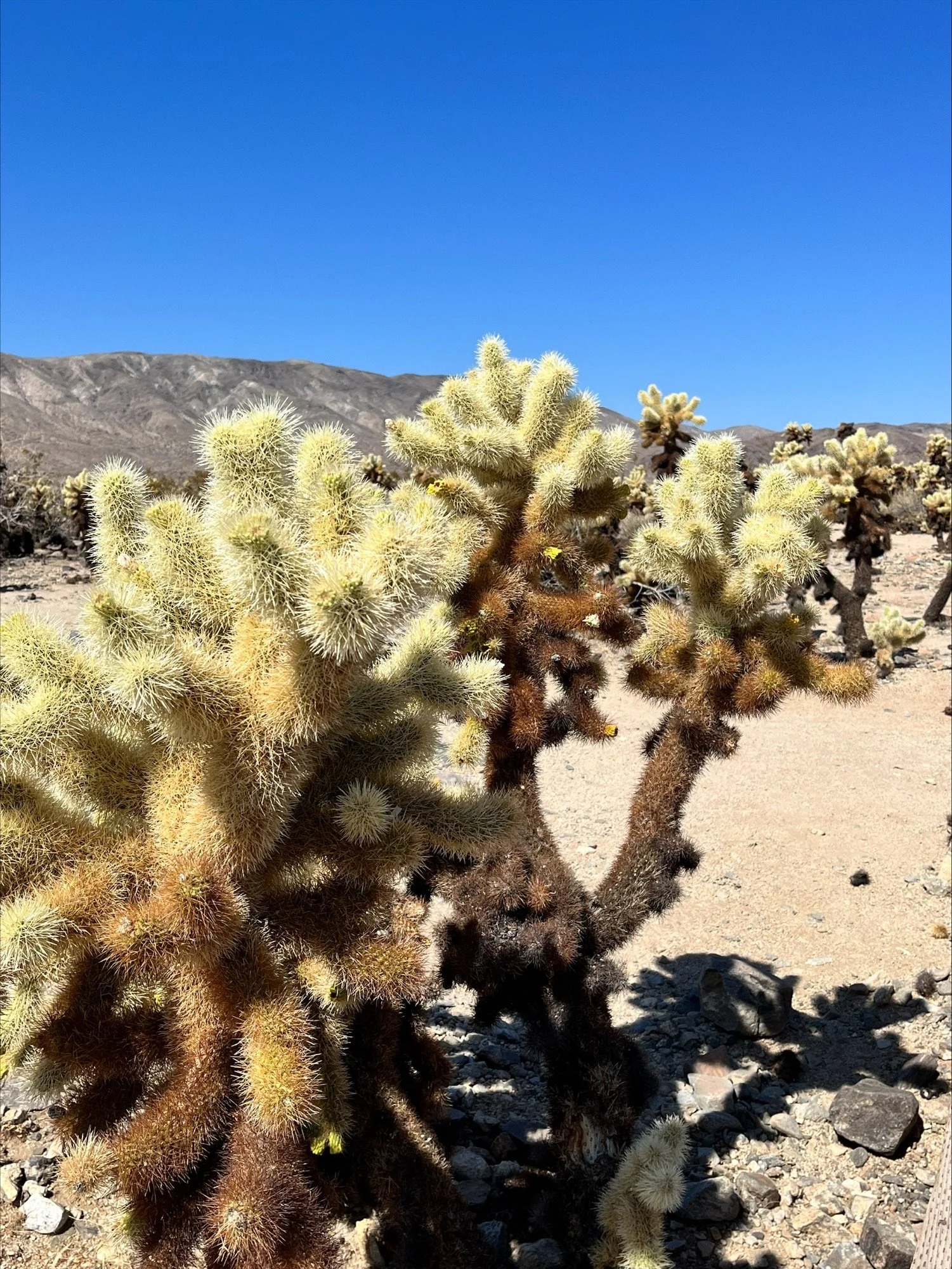 Your Guide to Joshua Tree National Park and Camping Location — Adopting ...