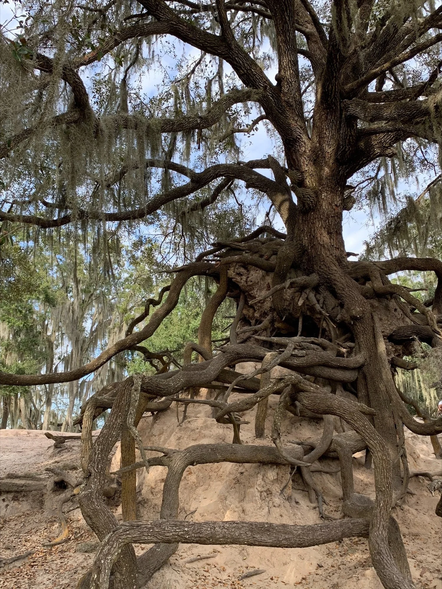 Visit Edward Medard Conservation Park to Explore the Amazing Root ...