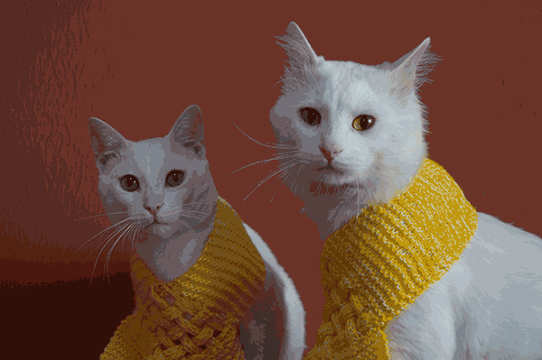 Kittens In Sweaters Gif