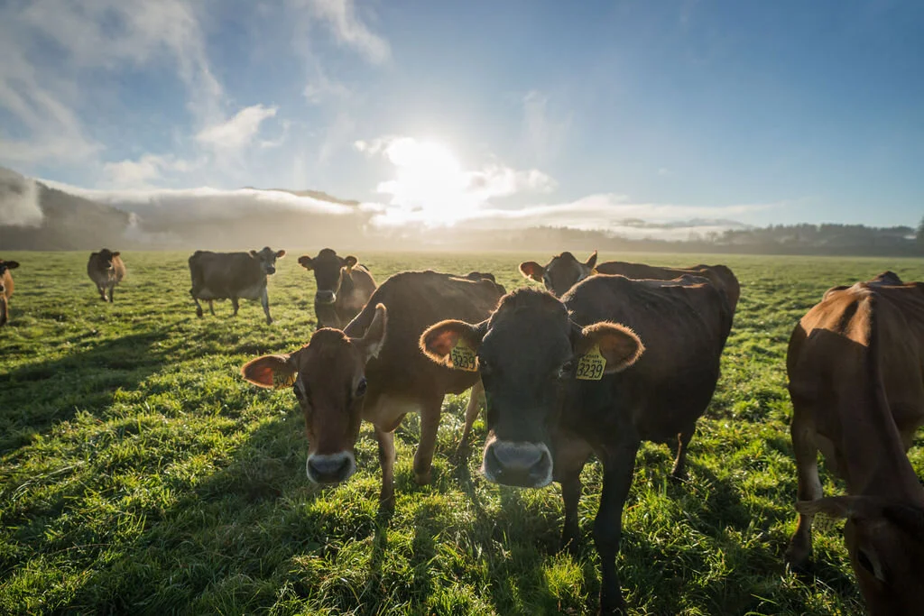 Derrick Josi | TDF Honest Farming