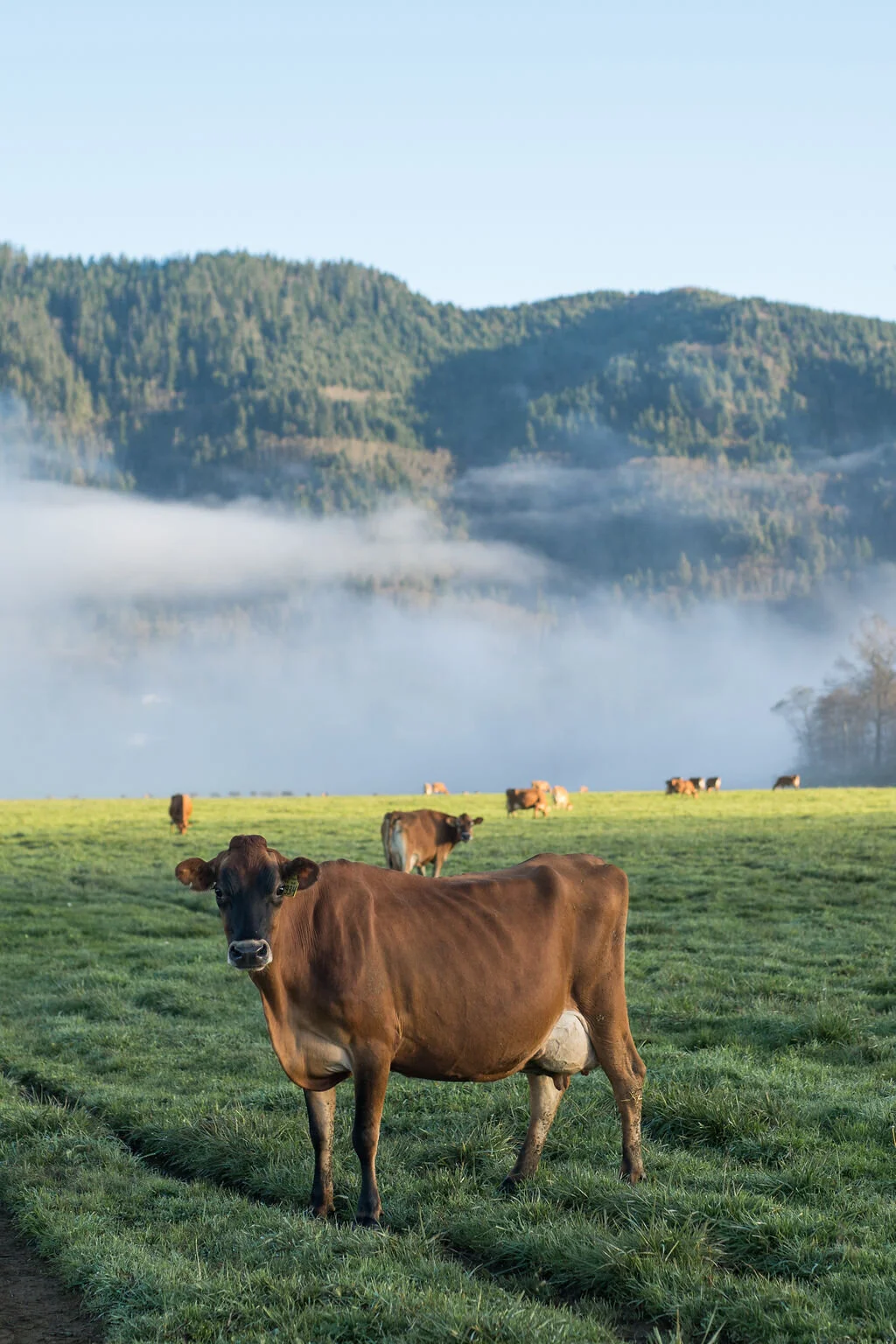 Derrick Josi, Oregon Dairy Farmer — Derrick Josi | TDF Honest Farming