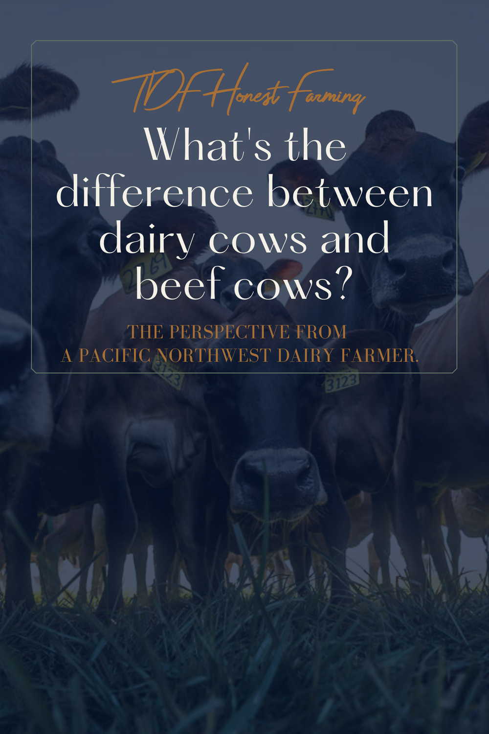 Dairy Cows vs. Beef Cattle — Derrick Josi | TDF Honest Farming