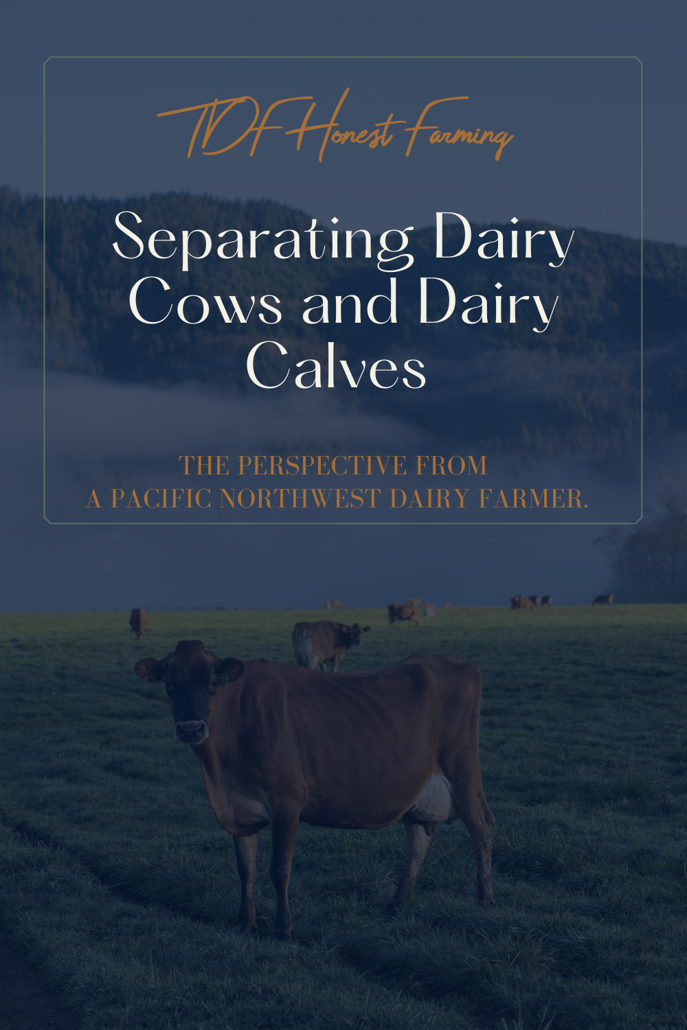 Why We Separate Baby Calves from their Mother — Derrick Josi | TDF Honest Farming