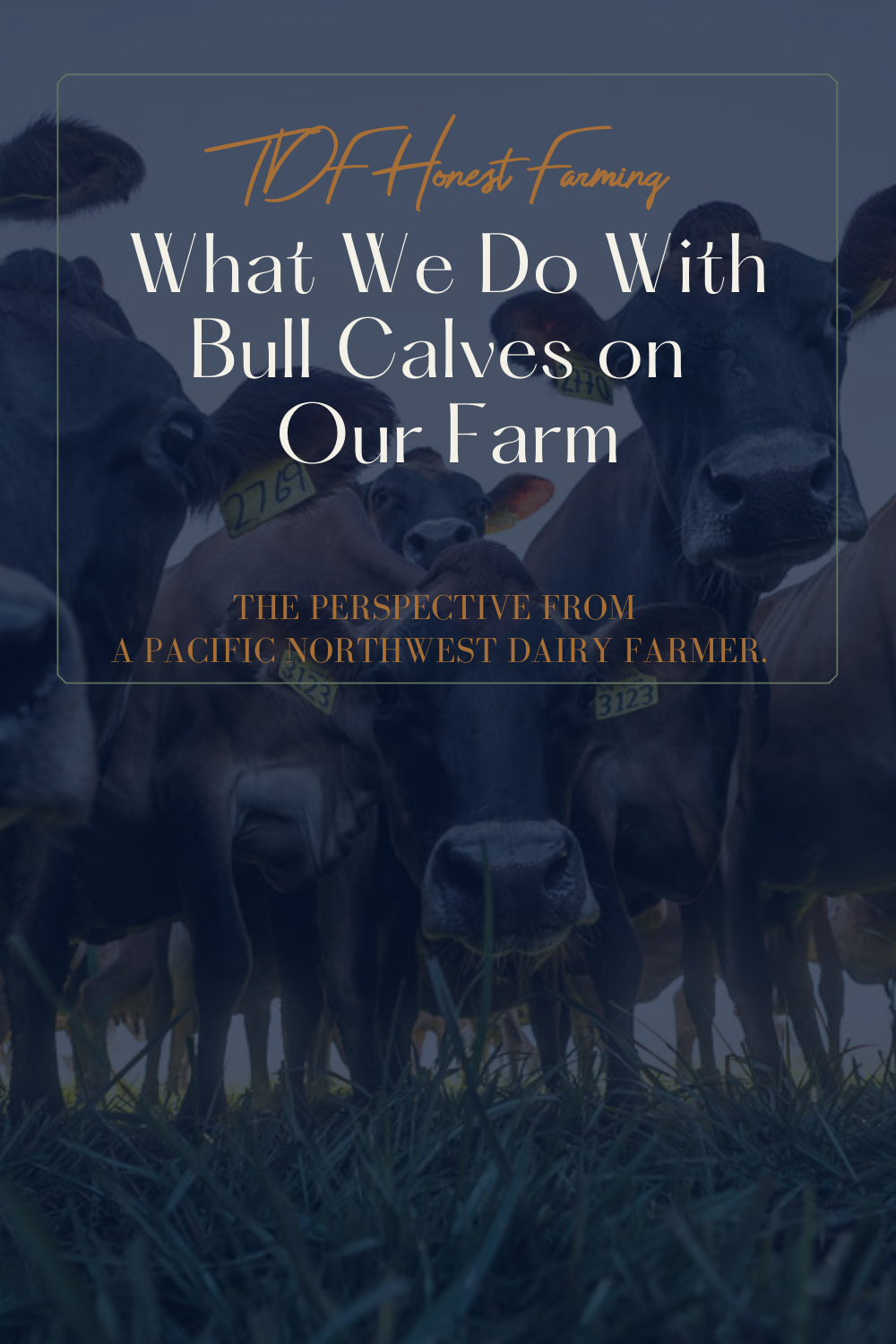 What We Do with Bull Calves on Our Farm — Derrick Josi | TDF Honest Farming