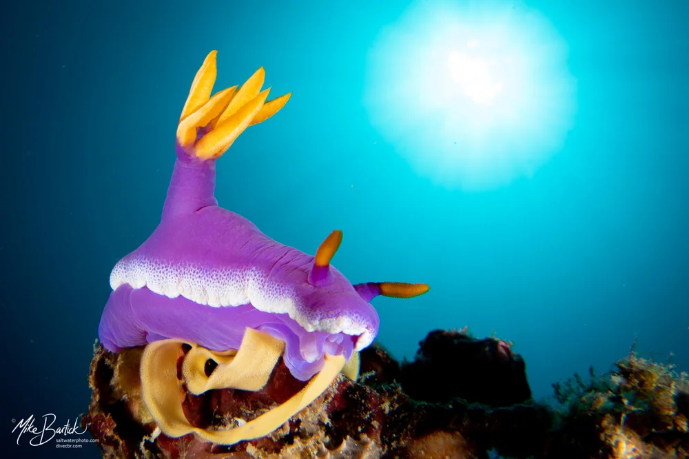 Backscatter Sharp Wide Lens Pro Package — Aquatic Imaging Australia