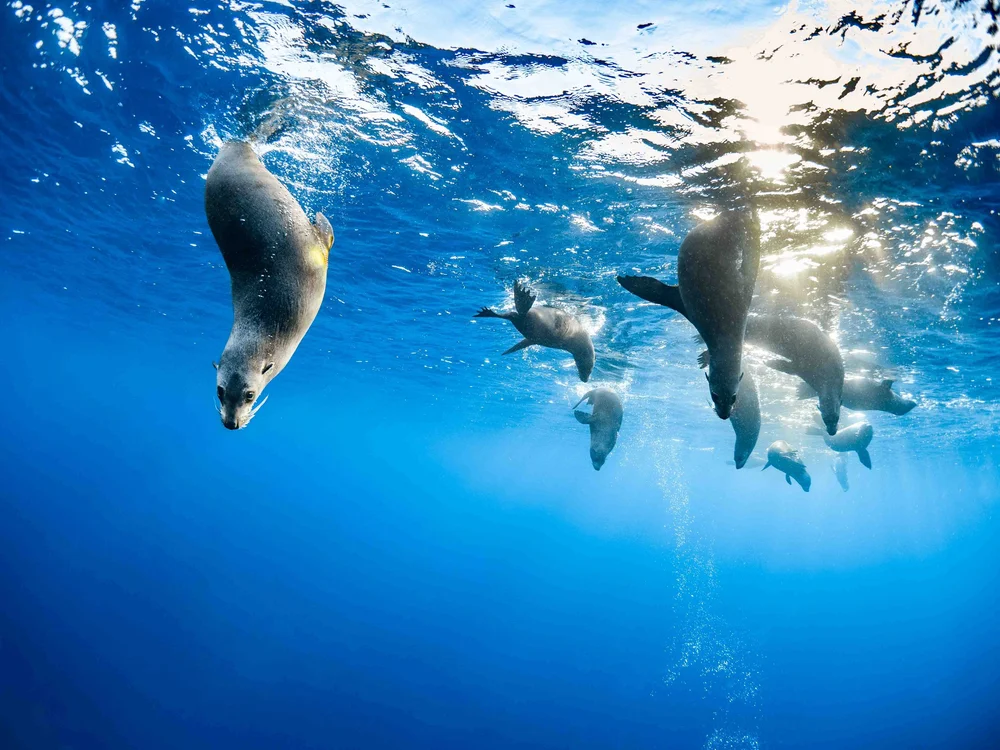 Montague Island - Narooma — Aquatic Imaging Australia
