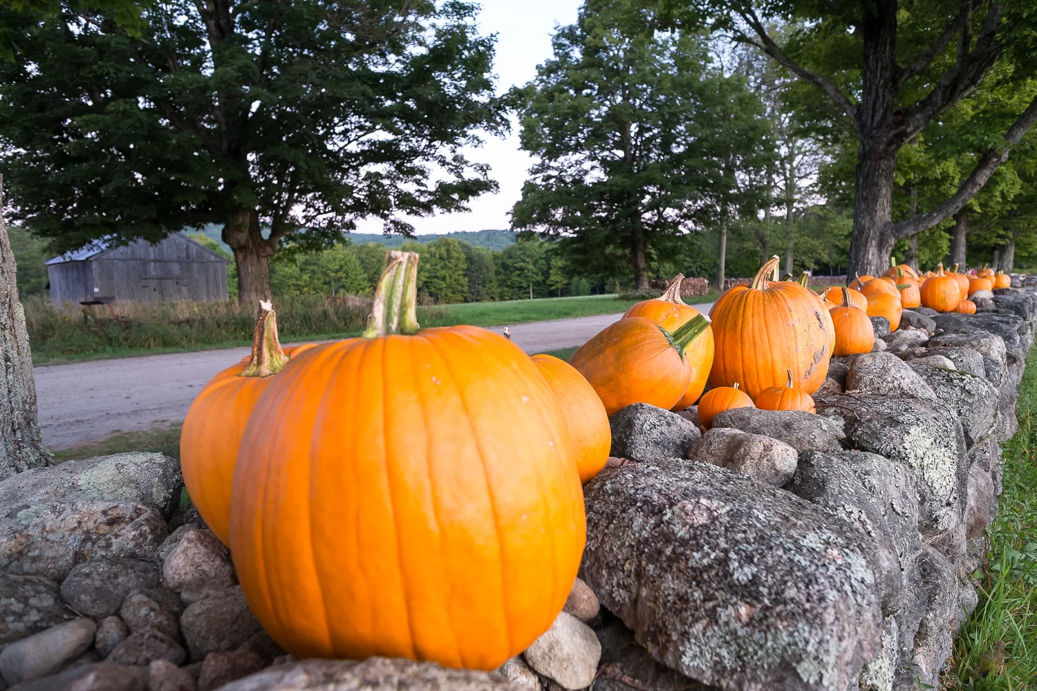 Services 2 — Muster Field Farm Museum