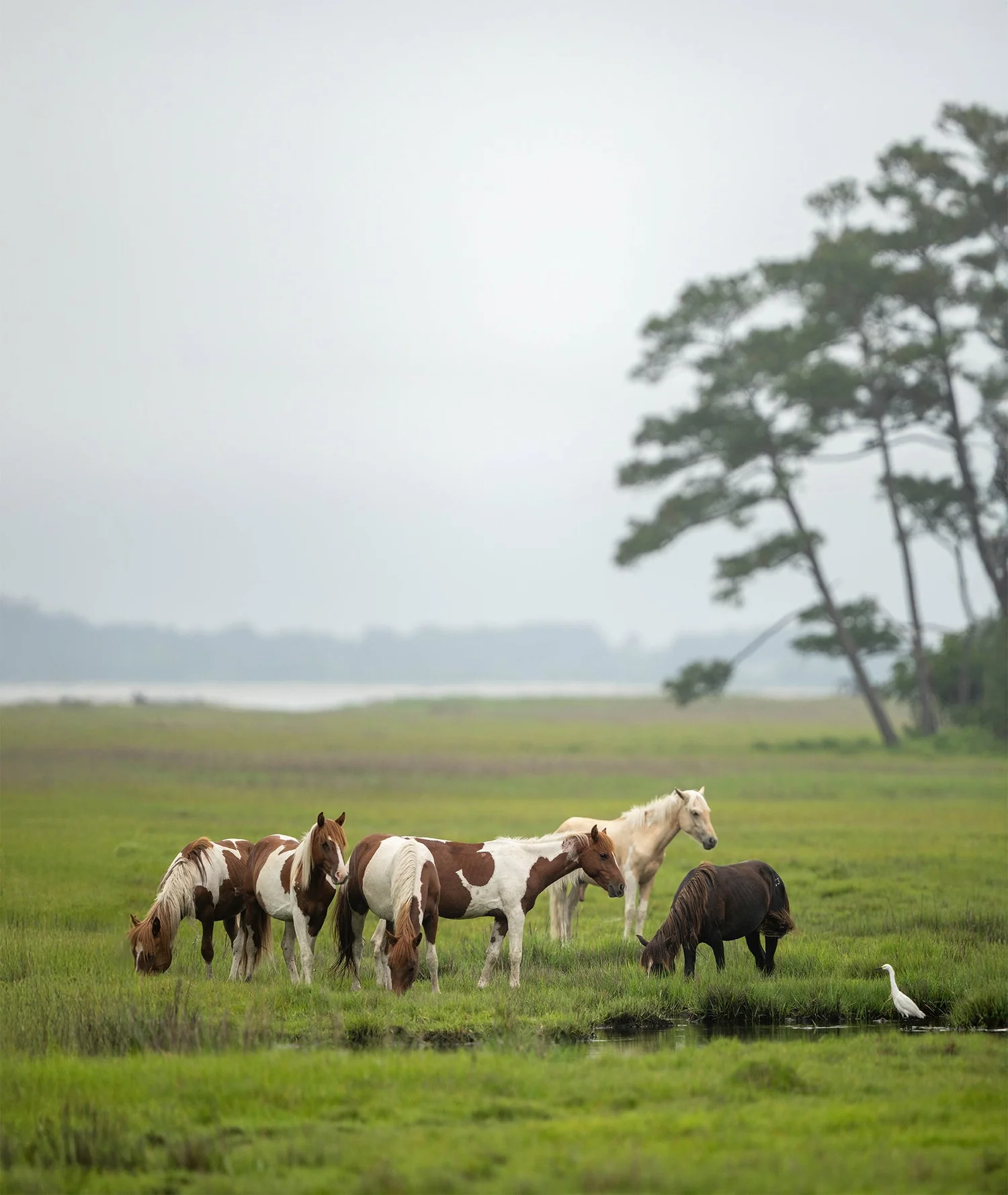 The Ultimate Guide to Photographing the Wild Horses of Chincoteague, VA ...