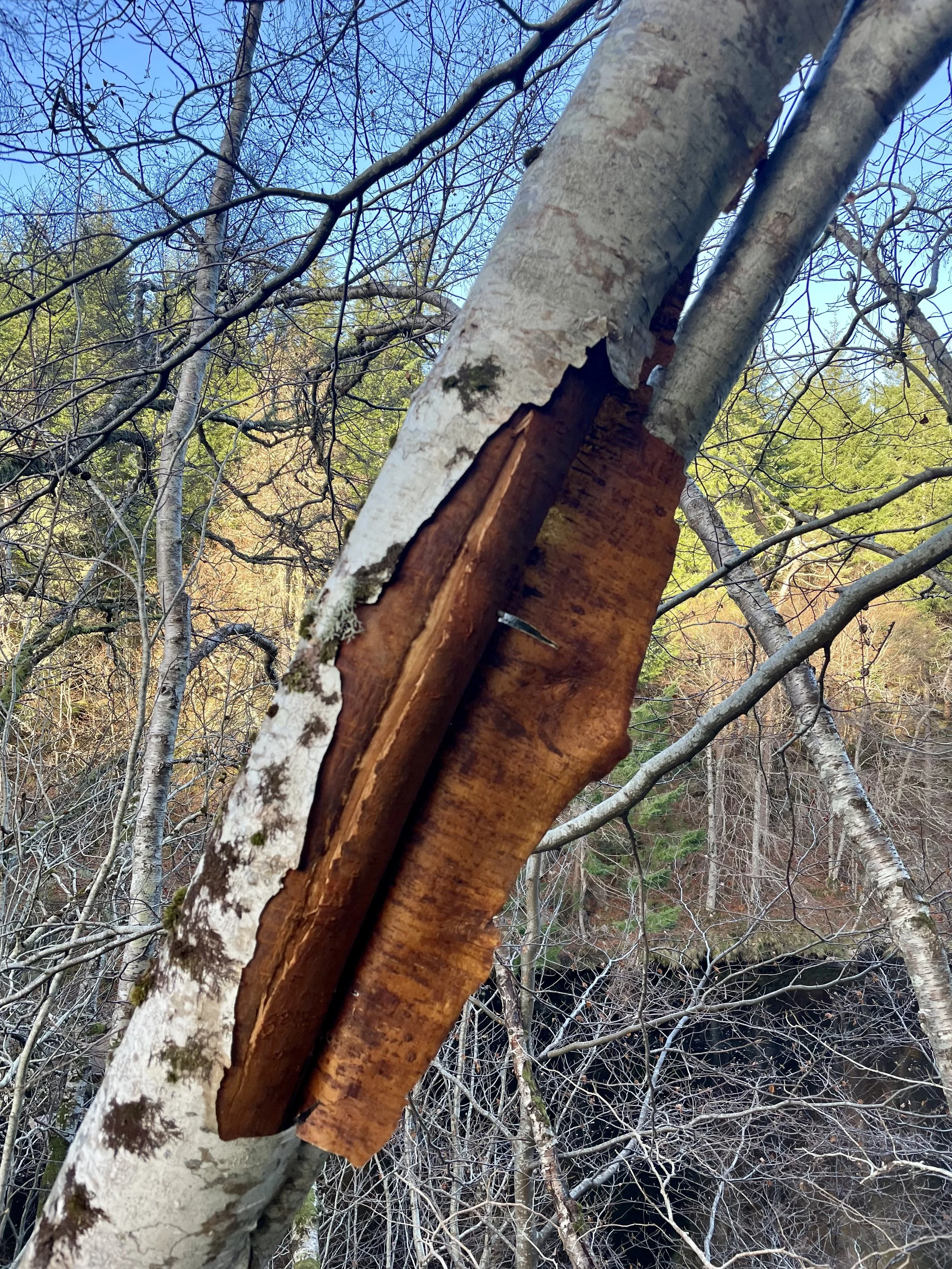 The Birch - Remi Graves — WildMind Deep Ecopsychology