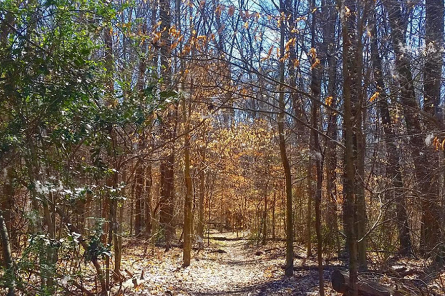 MOUNTAIN — Discover Memphis Naturally