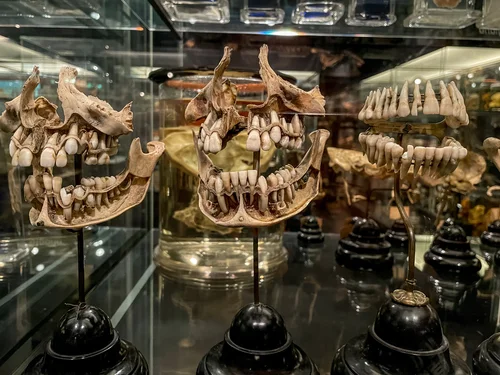 Museum Vrolik — The Alternative Guide