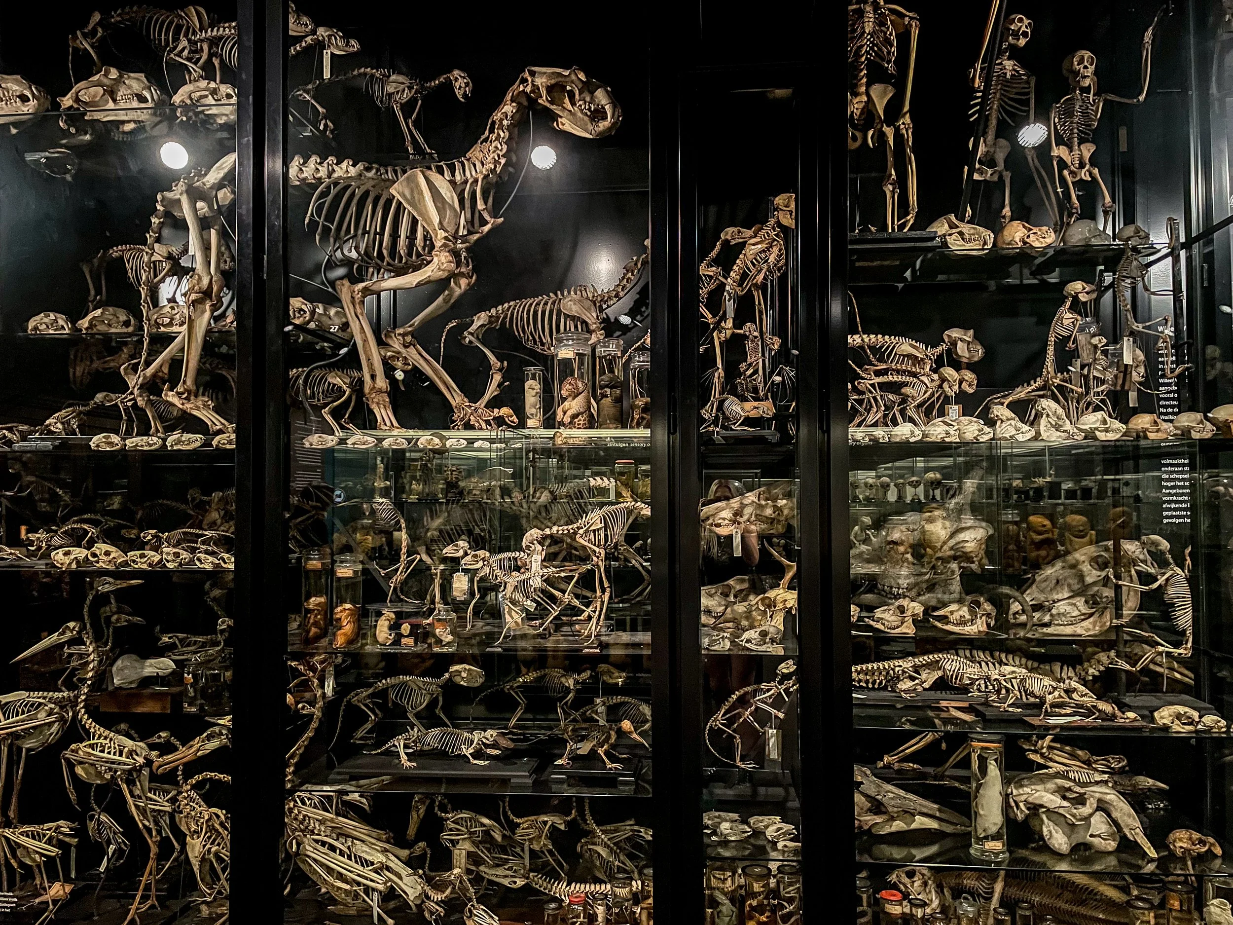 Museum Vrolik — The Alternative Guide