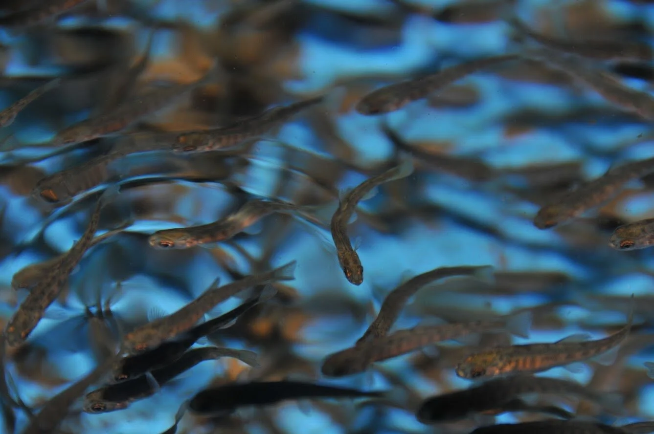 About — Monteverde Environmental LLC