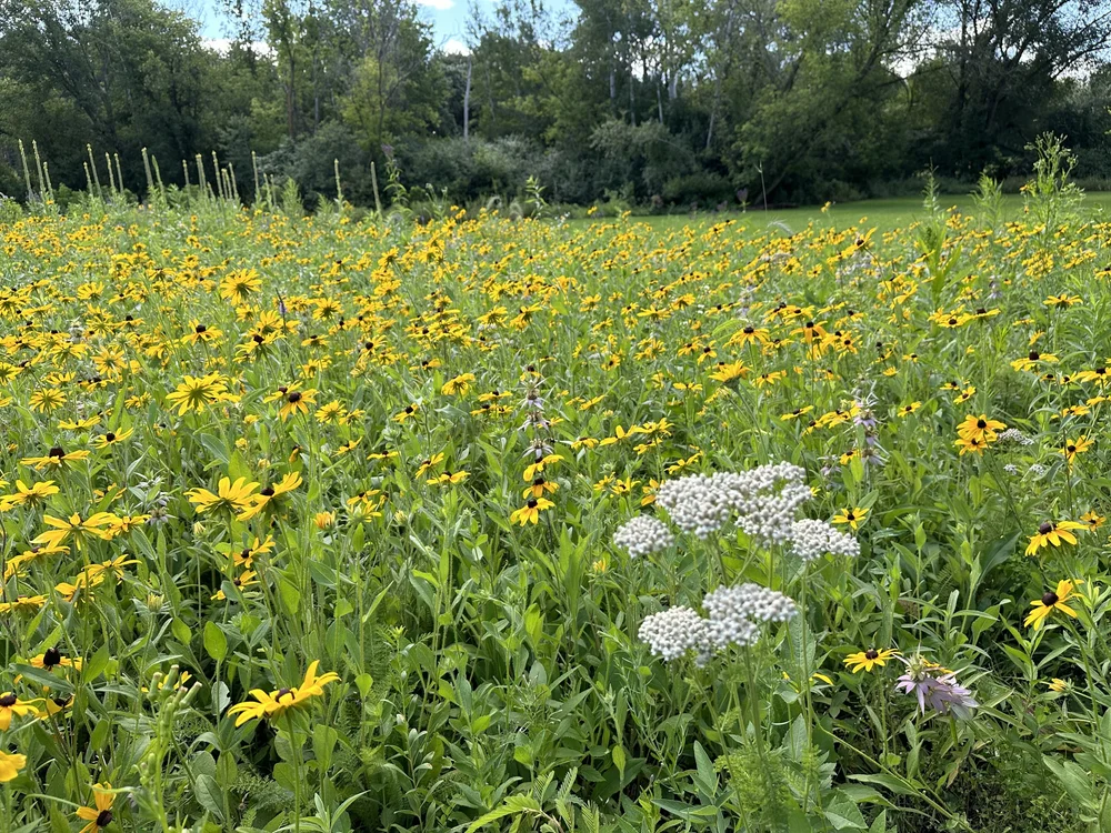 Land Management | Habitat Restoration | Water Conservation - MN - WI ...