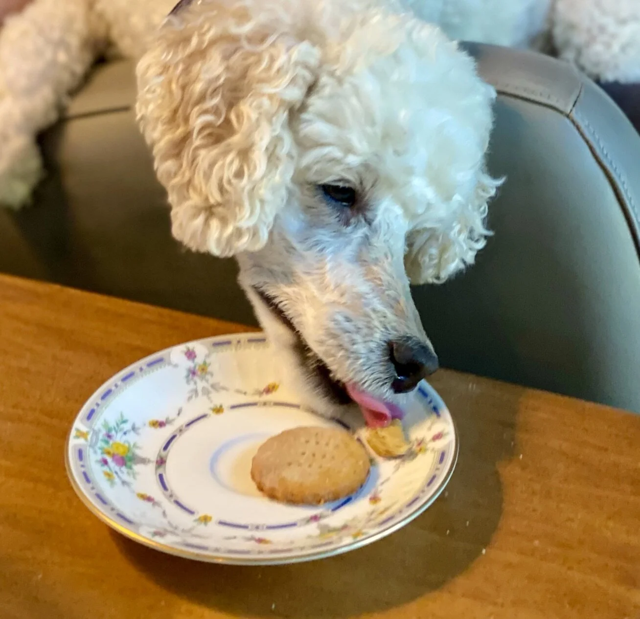 Catnip for Dogs? Grain-Free Dog Treats with Anise Seed Recipe — Madrona ...