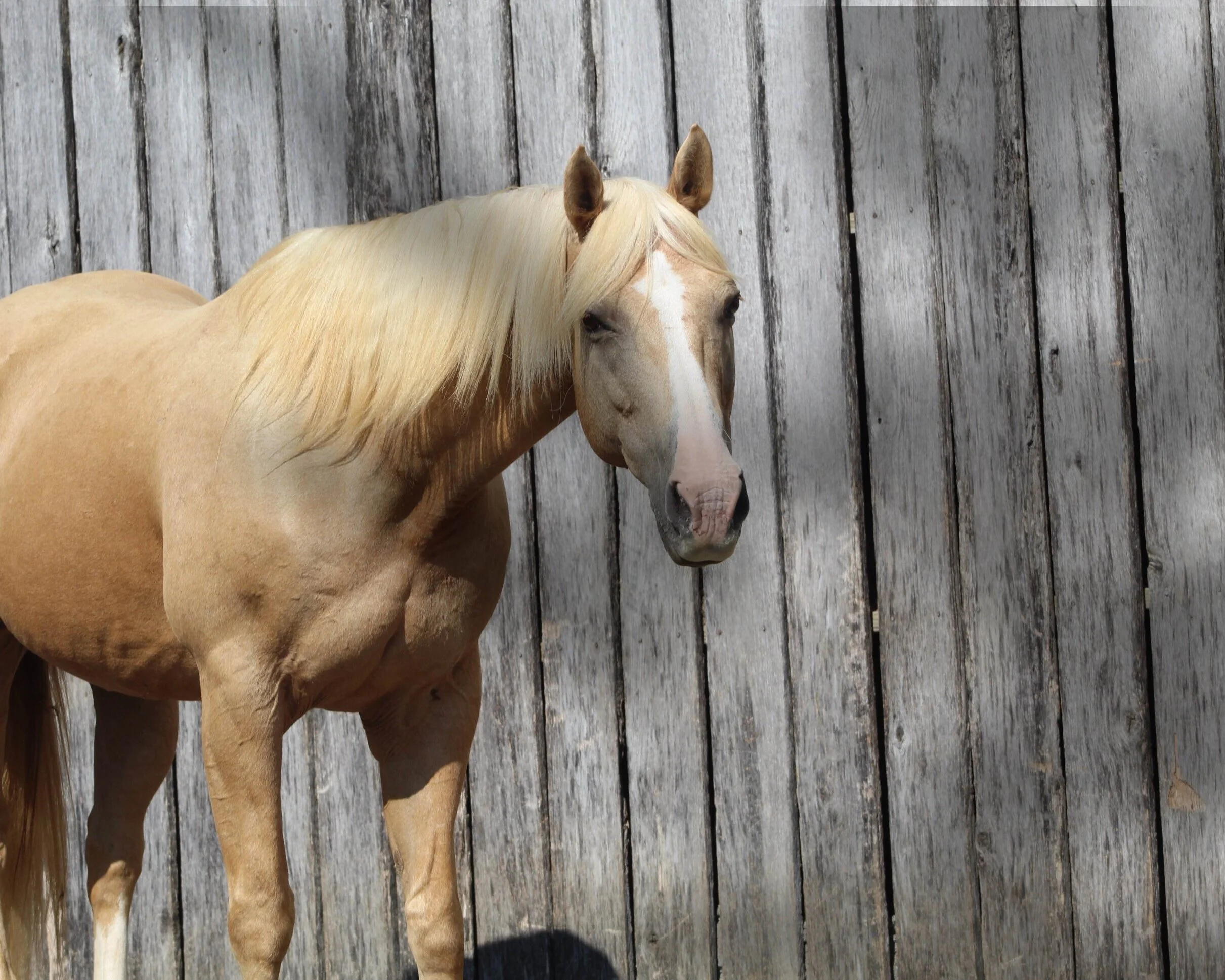 Rocking U Ranch Team — Rocking U Ranch