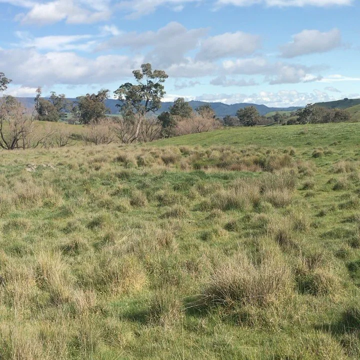 Bush Blocks and Buildings