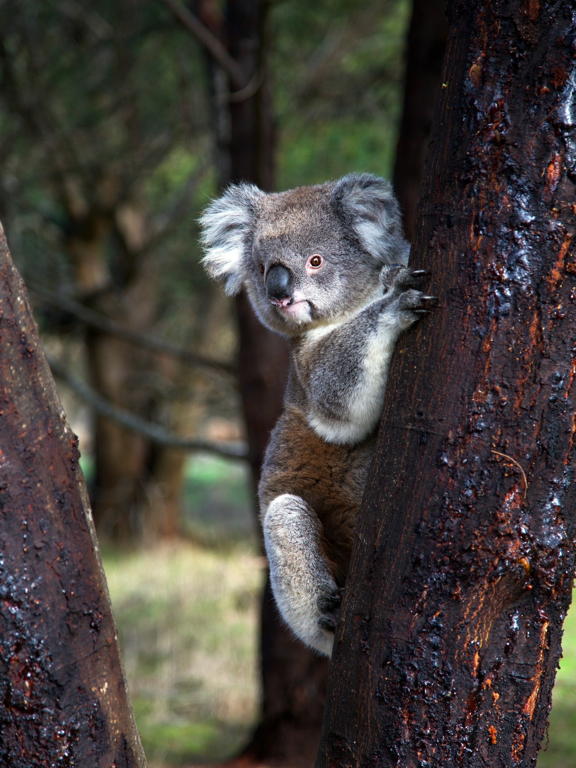 The Great Koala National Park
