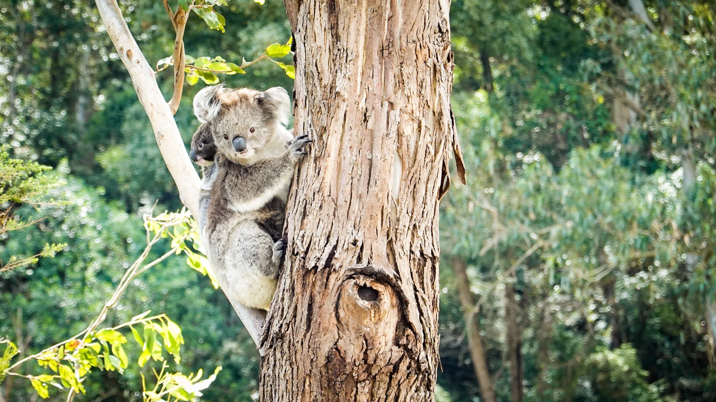The Great Koala National Park