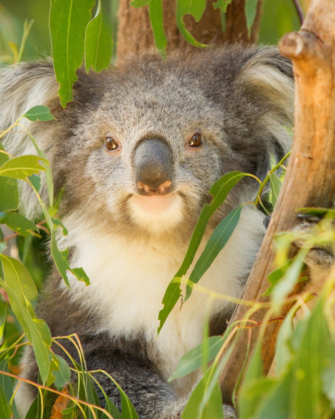 The Great Koala National Park