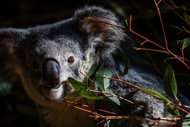 The Great Koala National Park