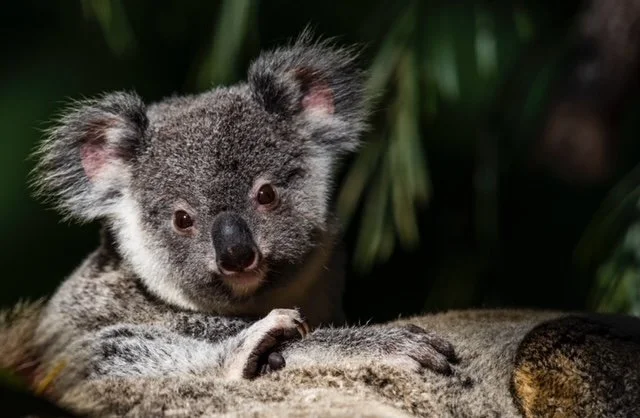 About — The Great Koala National Park