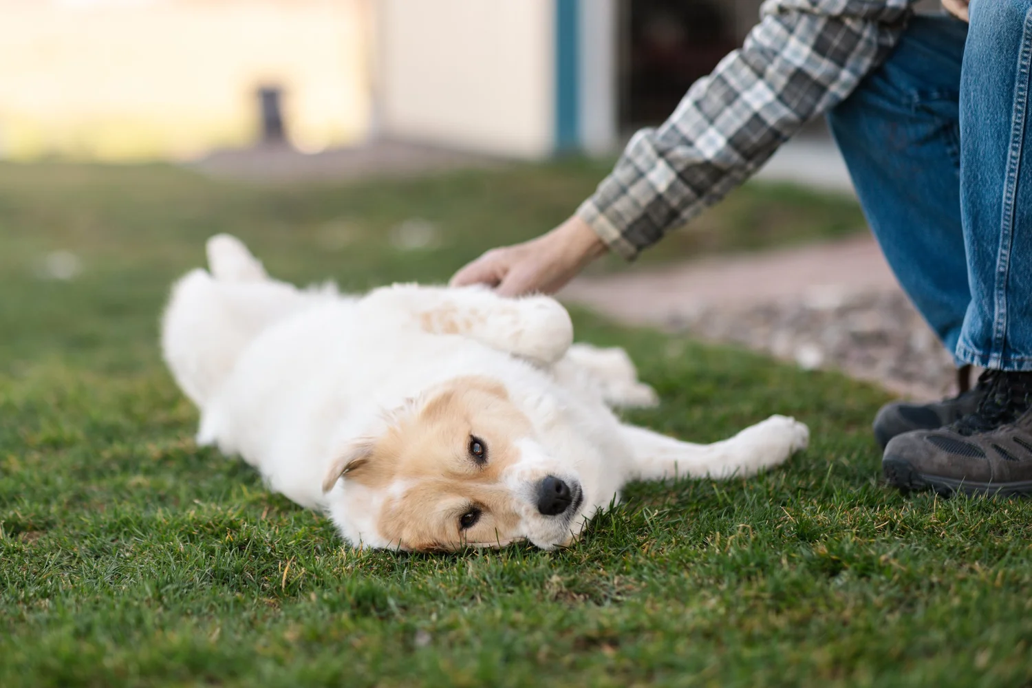 Donate to our Nonprofit — Dogs to Dog Tags