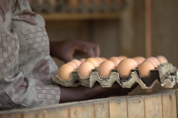The OneEgg Story — One Egg