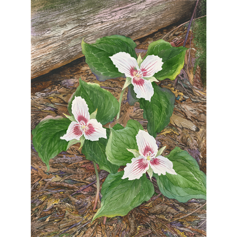Pink Trillium