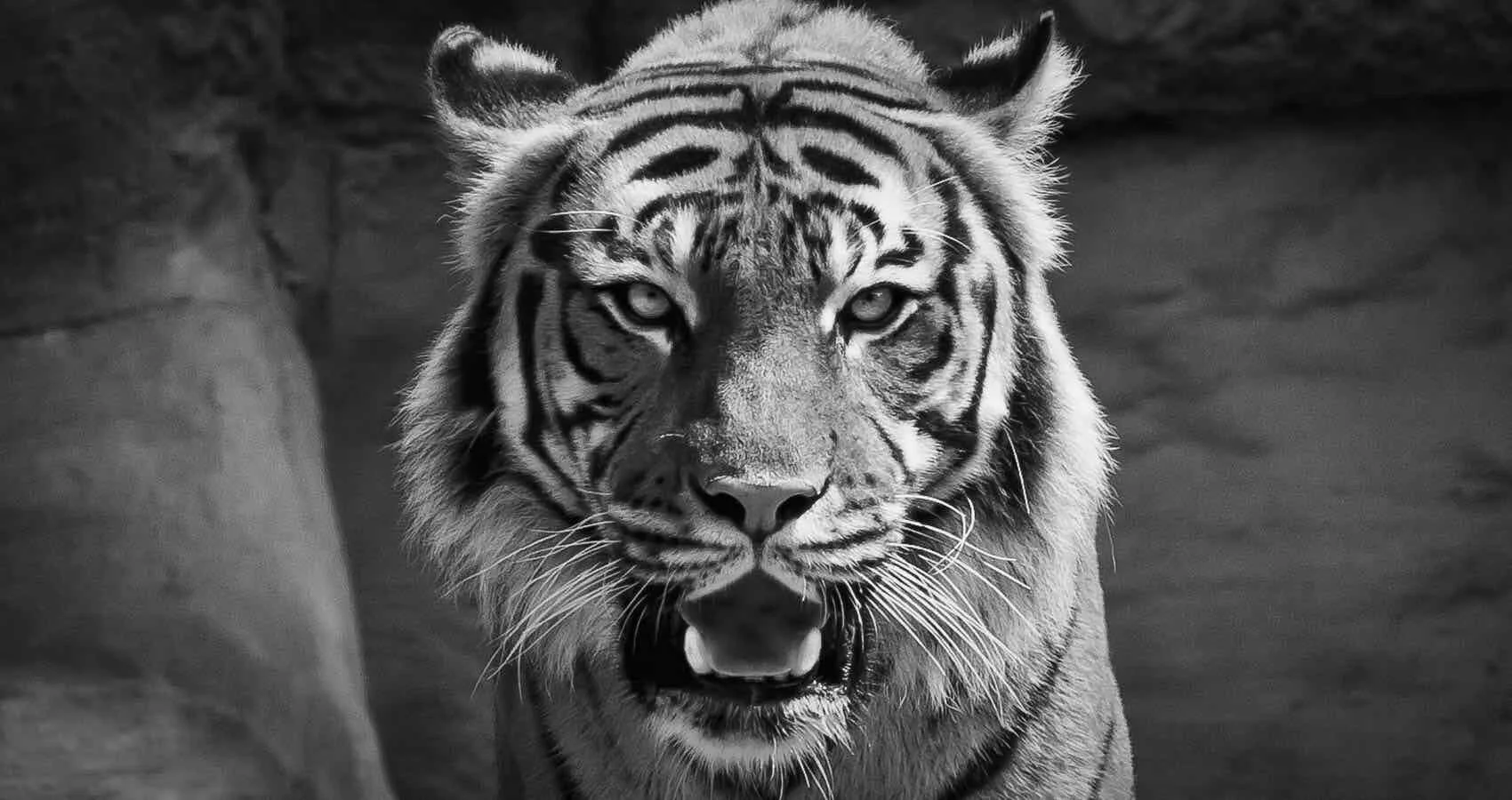 Tiger Studios Martial Arts - Leduc’s first Mixed Martial Arts studio.