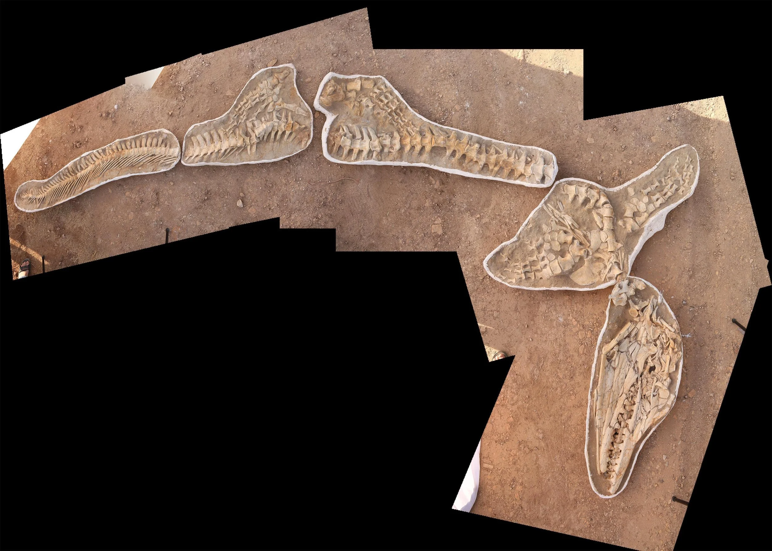 Mosasaurus hoffmannii skeletal reconstruction by CrownCrocopoda on ...