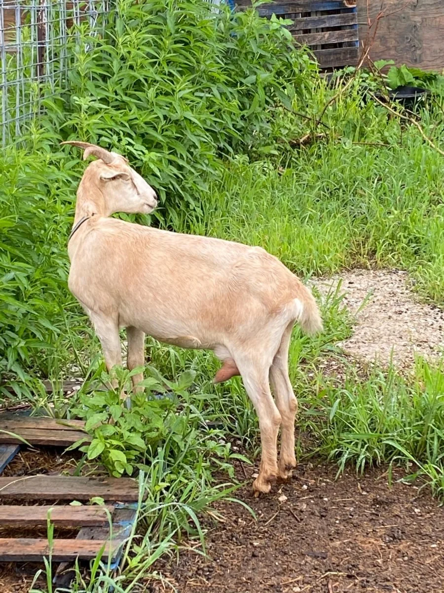 Ultimate Farm Collaborative | Join Our Green Revolution