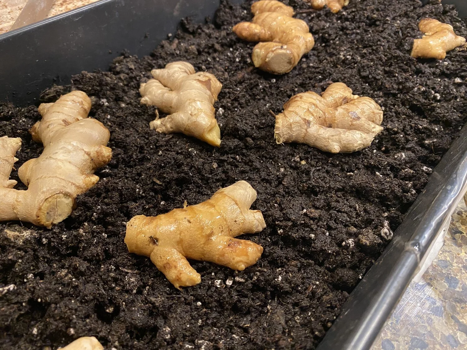 Growing Ginger