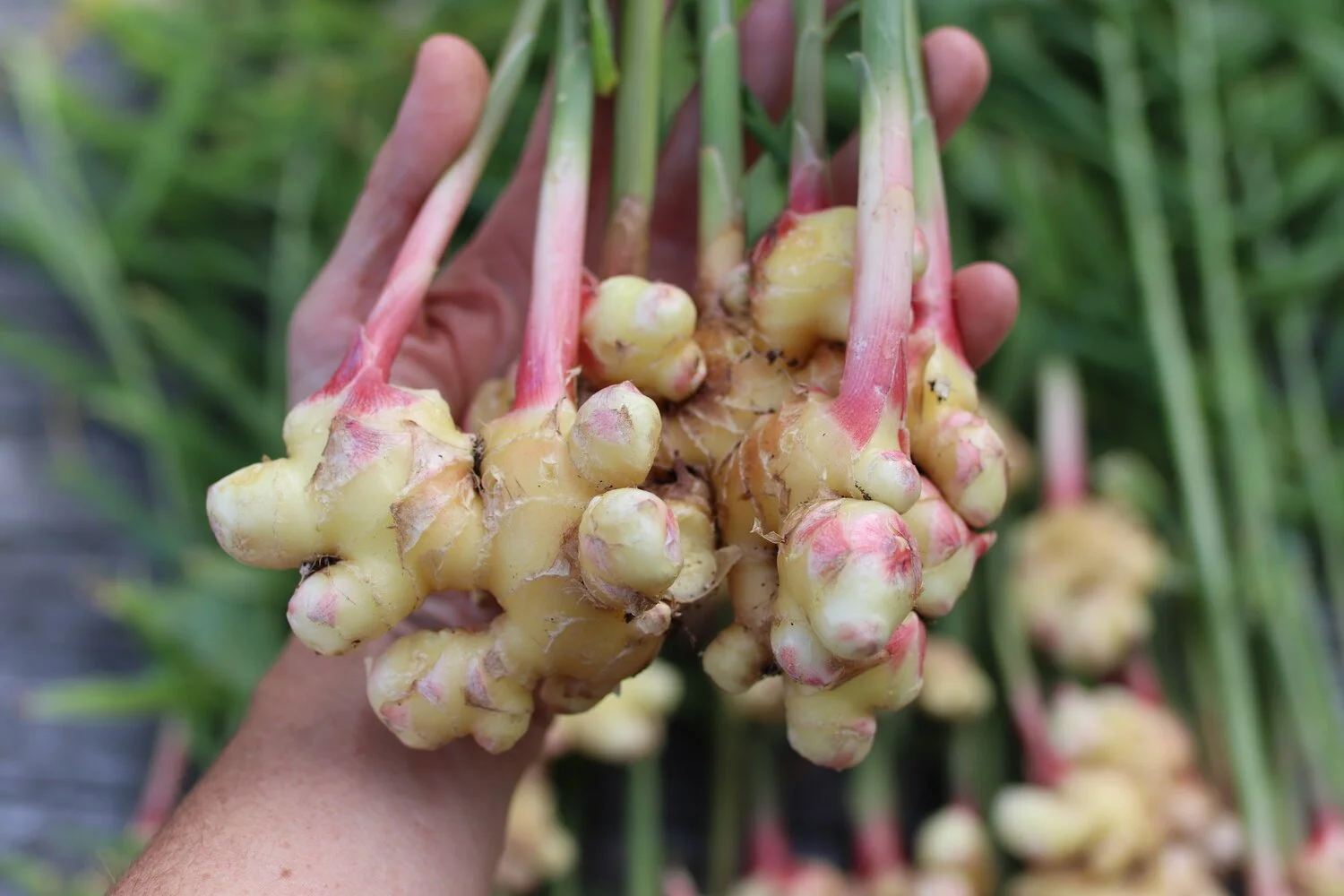 Growing Ginger in the North — Seed to Fork - Meg Cowden